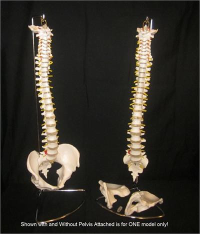 Anatomical Models - Spine Models - Chiro City