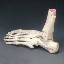 Anatomical Models - Foot Model - ChiroCity