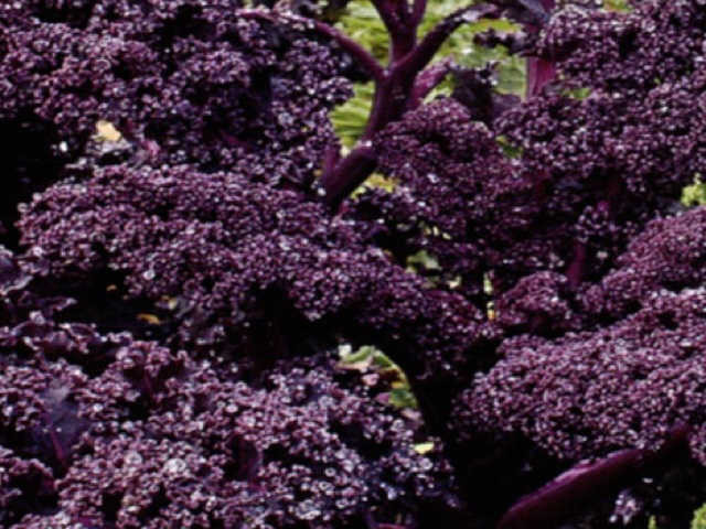 Kale Seeds - Grow Your Own 'Redbor' Kale