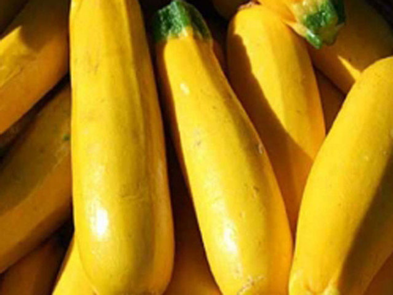 Courgette Seeds Grow Your Own Ambassador Courgettes