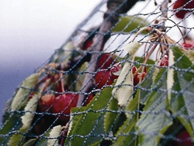 Bird Scarers - The Bird Scare Line Keeps Birds Out Of Your Garden