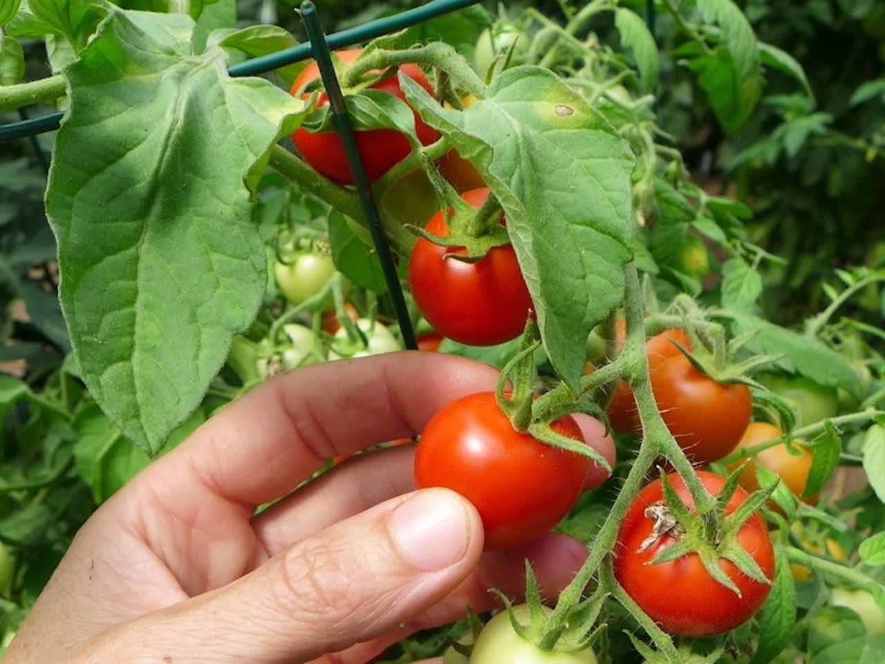 Maskotka Tomato Seeds