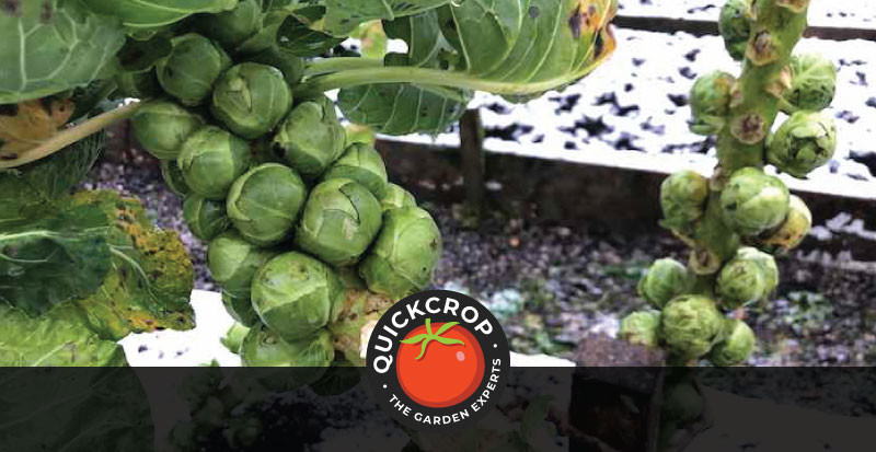 How to Grow Brussels Sprouts
