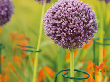 Single Stem Plant Support Rods - Pack Of 3