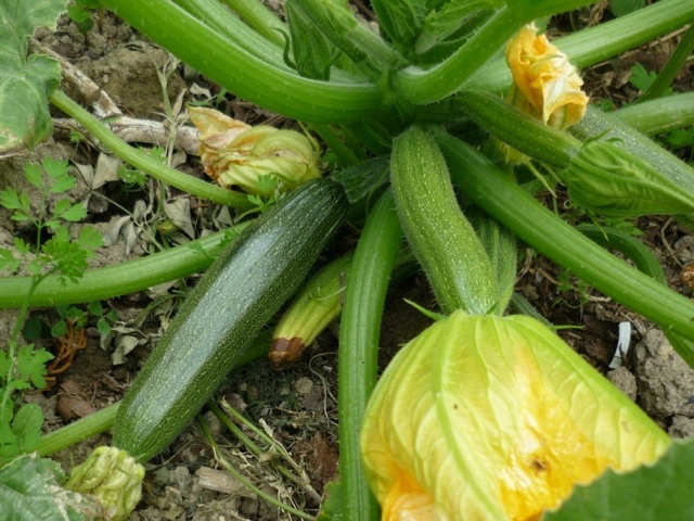 Courgette Seeds - Grow Your Own 'Ambassador' Courgettes