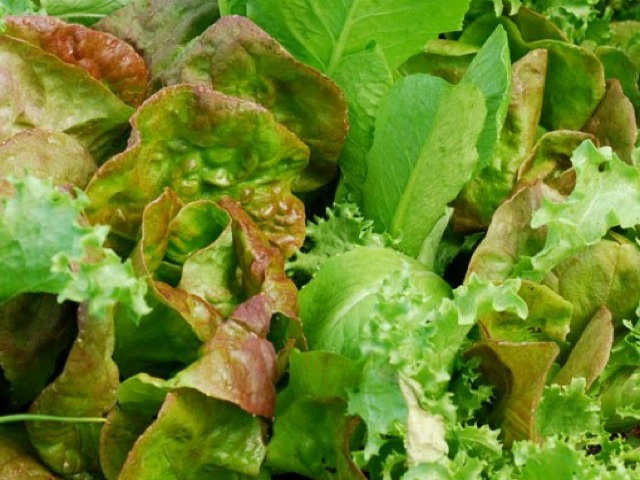 Lettuce Seeds - Grow Your Own 'Little Gem' Cos Lettuce