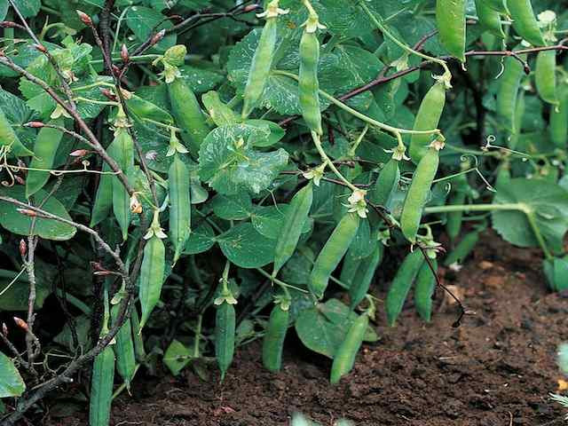 Pea and Bean Support Mesh - Support for Climbing Plants
