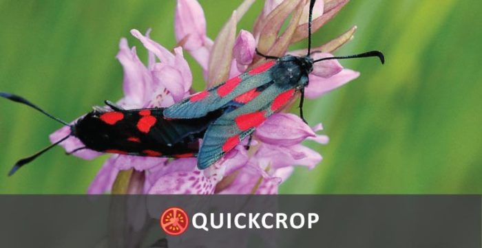 Moths The Unseen Nocturnal Pollinator