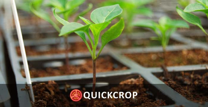 Sowing Chillies in February