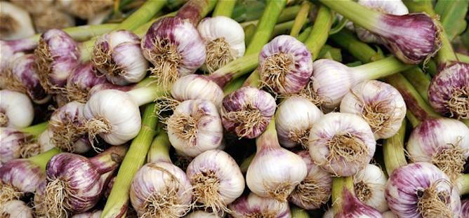 The Health Benefits of Garlic