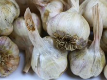 How To Grow Garlic