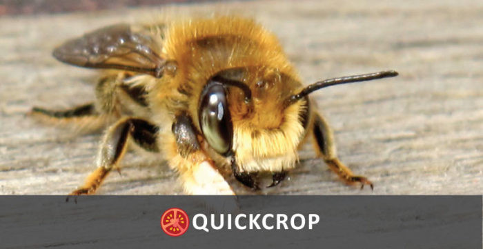 The Fabulous Solitary Bee - Quickcrop UK