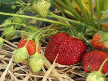 How To Grow Strawberries