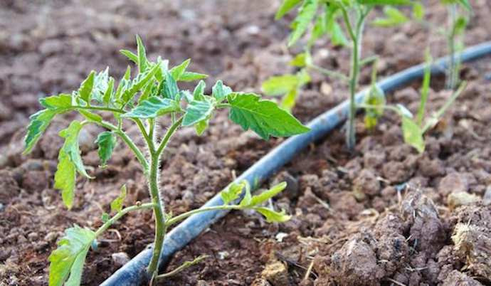 A guide to polytunnel irrigation - Quickcrop UK