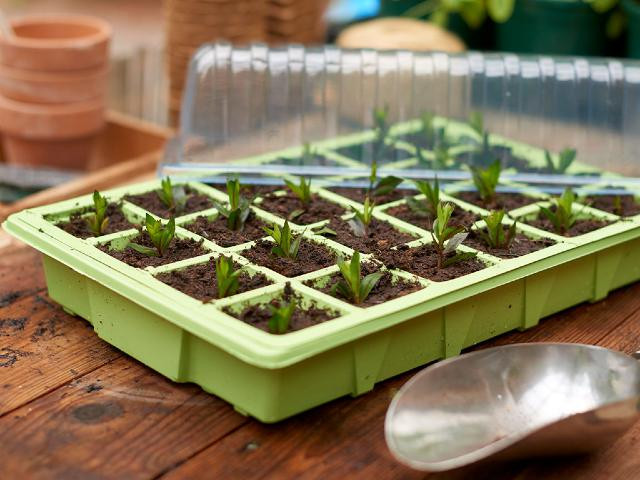 Propagators For Propagating Vegetable Seeds