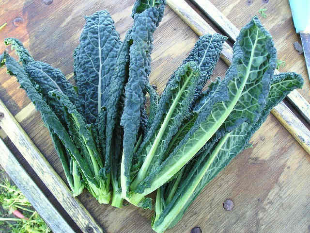 Kale Seeds - Grow Your Own 'Redbor' Kale