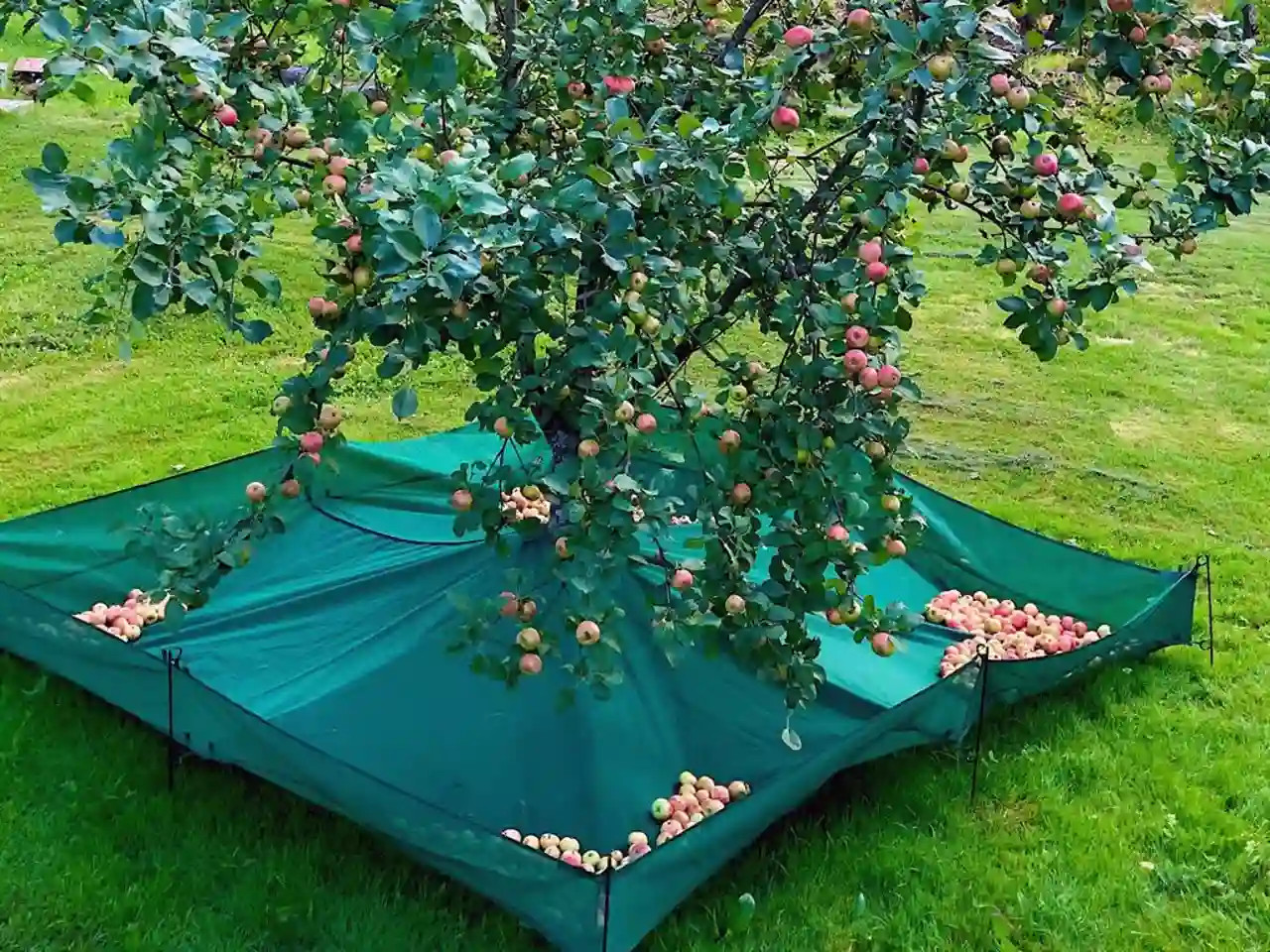 The Original Fruit Collector Harvesting Net