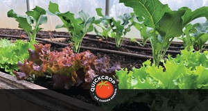 A guide to polytunnel irrigation