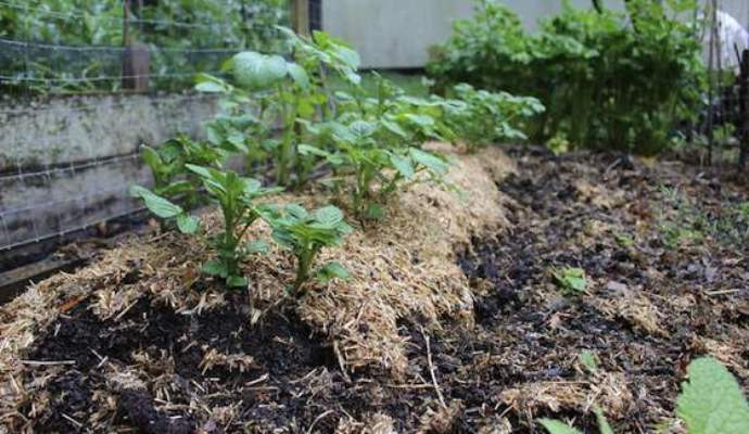 Planting Potatoes in March