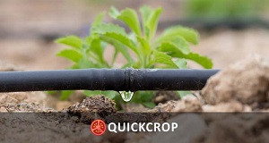 A guide to polytunnel irrigation