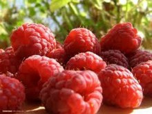 How To Grow Raspberries
