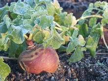 How To Grow Swede