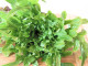 Lettuce Seeds - Grow Your Own 'Catalonga Cerbiatta' Loose Leaf Lettuce