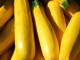 Courgette Seeds - Grow Your Own Yellow 'Atena Polka F1' Courgettes