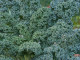 Winterbor Kale Seeds - Grow your Own Delicious Kale