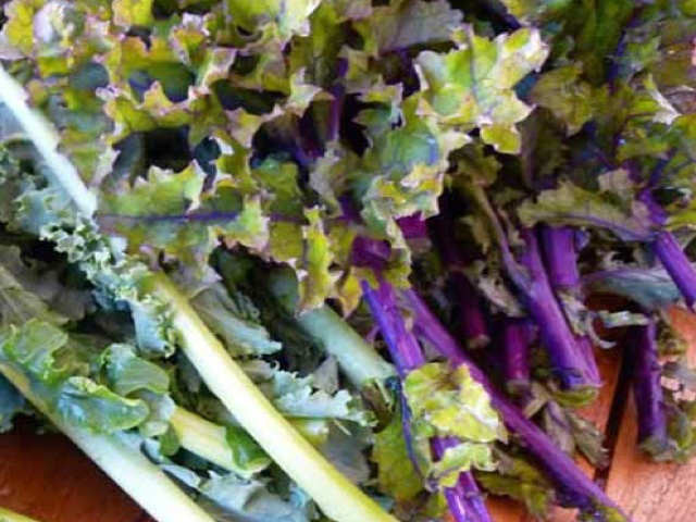 Kale Seeds - Grow Your Own 'Redbor' Kale