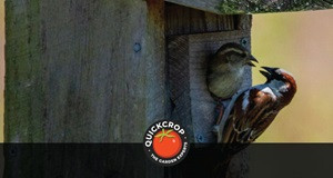 A Guide to Bird Nesting Boxes