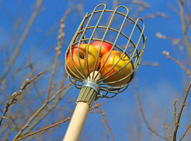 Wirework Apple Picker for harvesting apples