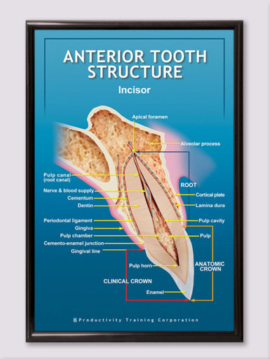 Anterior Tooth Internal Structure Poster - Blue Dolphin Products