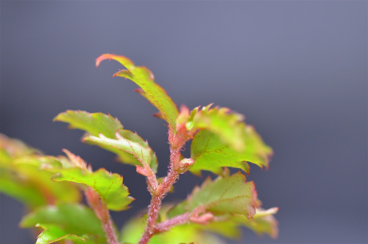 Begonia minutifolia