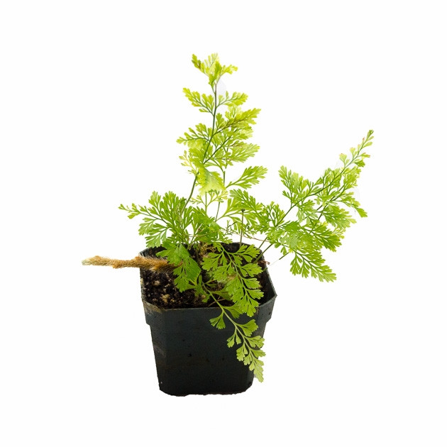 Davallia parvula - GLASS BOX TROPICALS