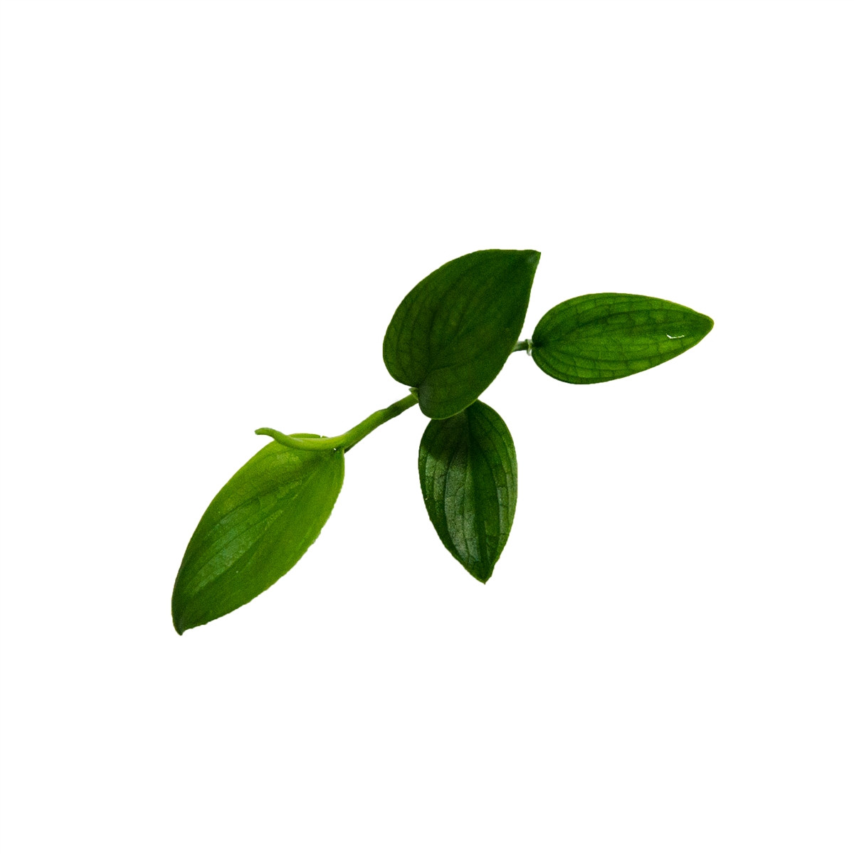 Philodendron Mini Midget - GLASS BOX TROPICALS