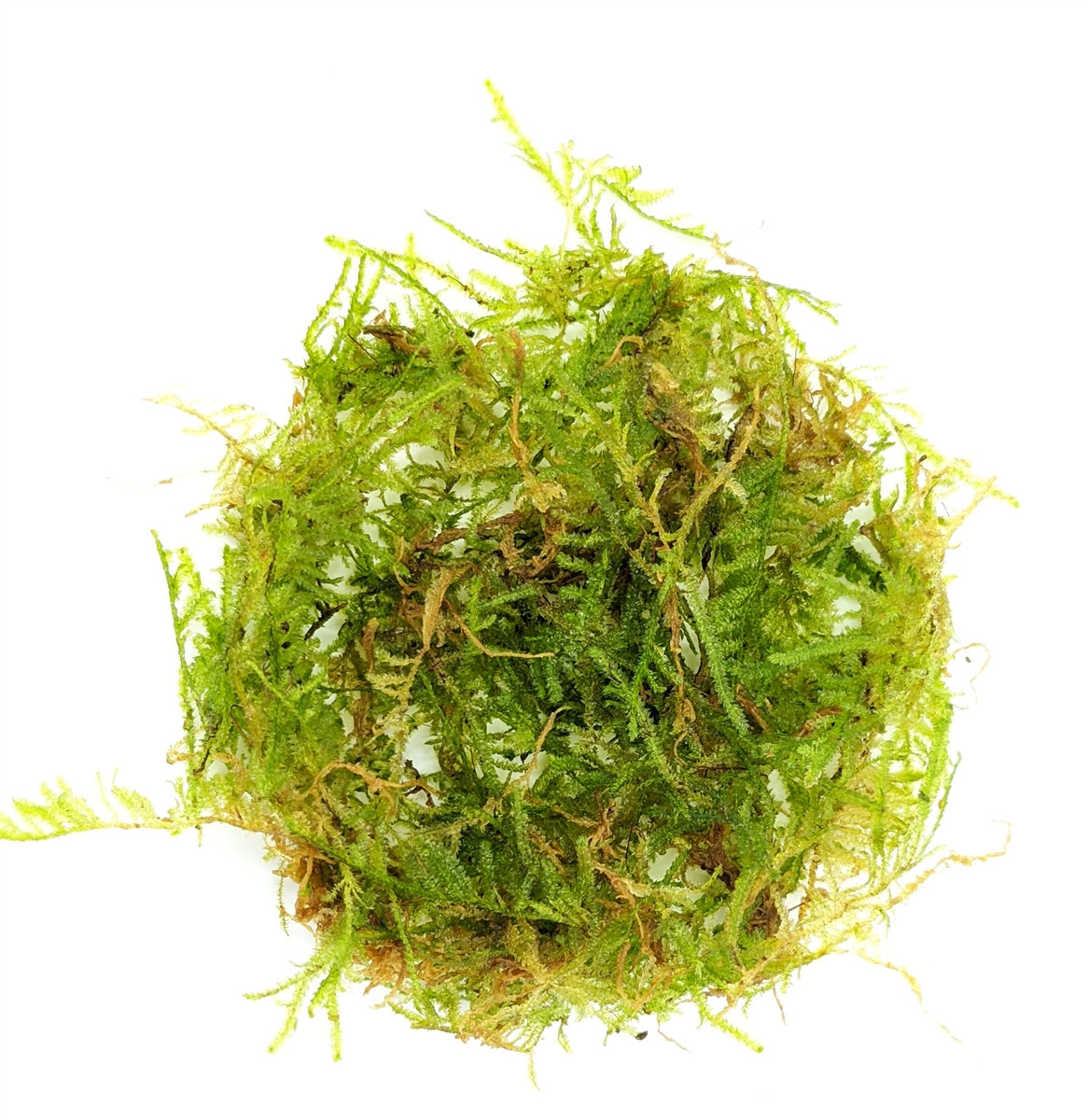 Plants By Type - Moss - GLASS BOX TROPICALS