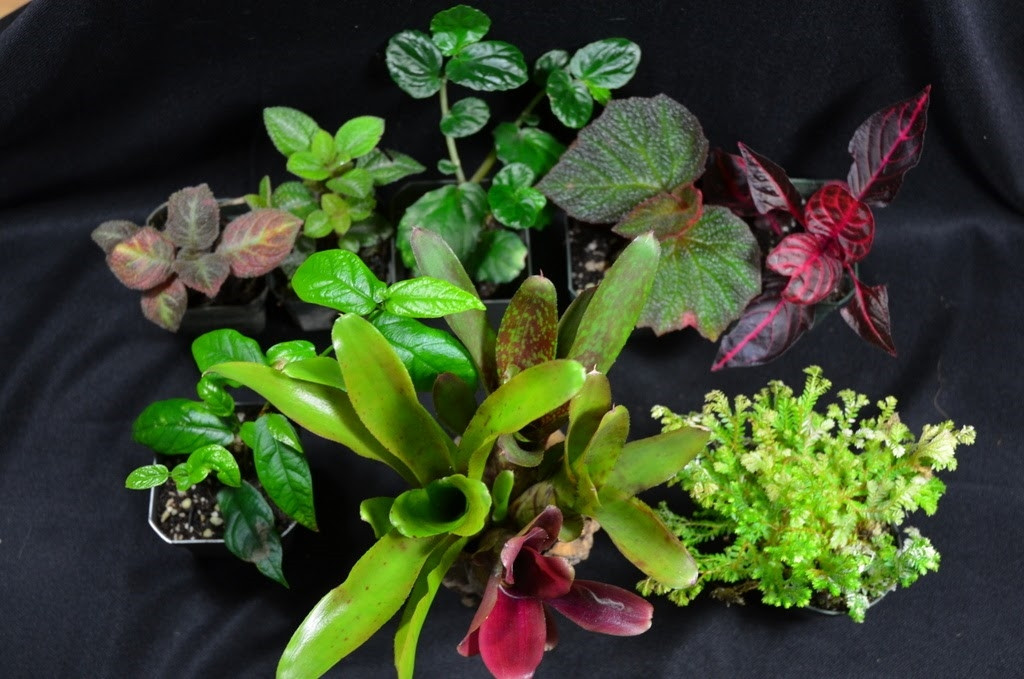 Plant Packages - Tank Size Specific Packages - GLASS BOX TROPICALS