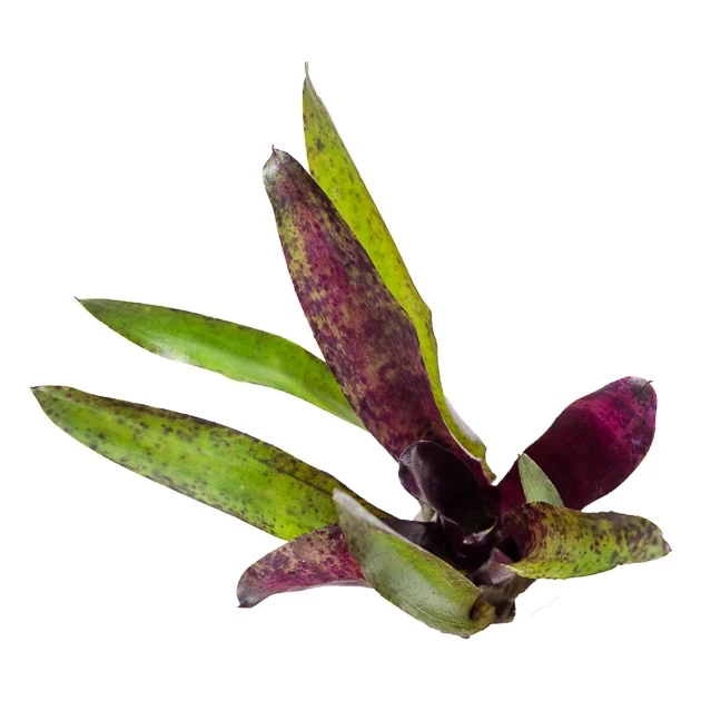 Dendrobium parvulum 'Violet Blue'