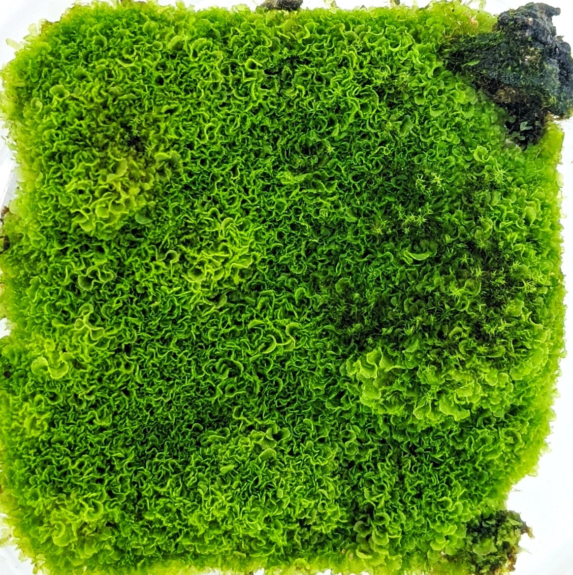 Live Sphagnum Moss - GLASS BOX TROPICALS