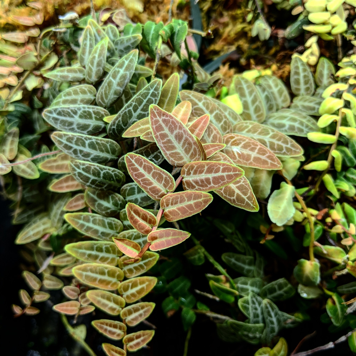 Pyrrosia piloselloides - GLASS BOX TROPICALS