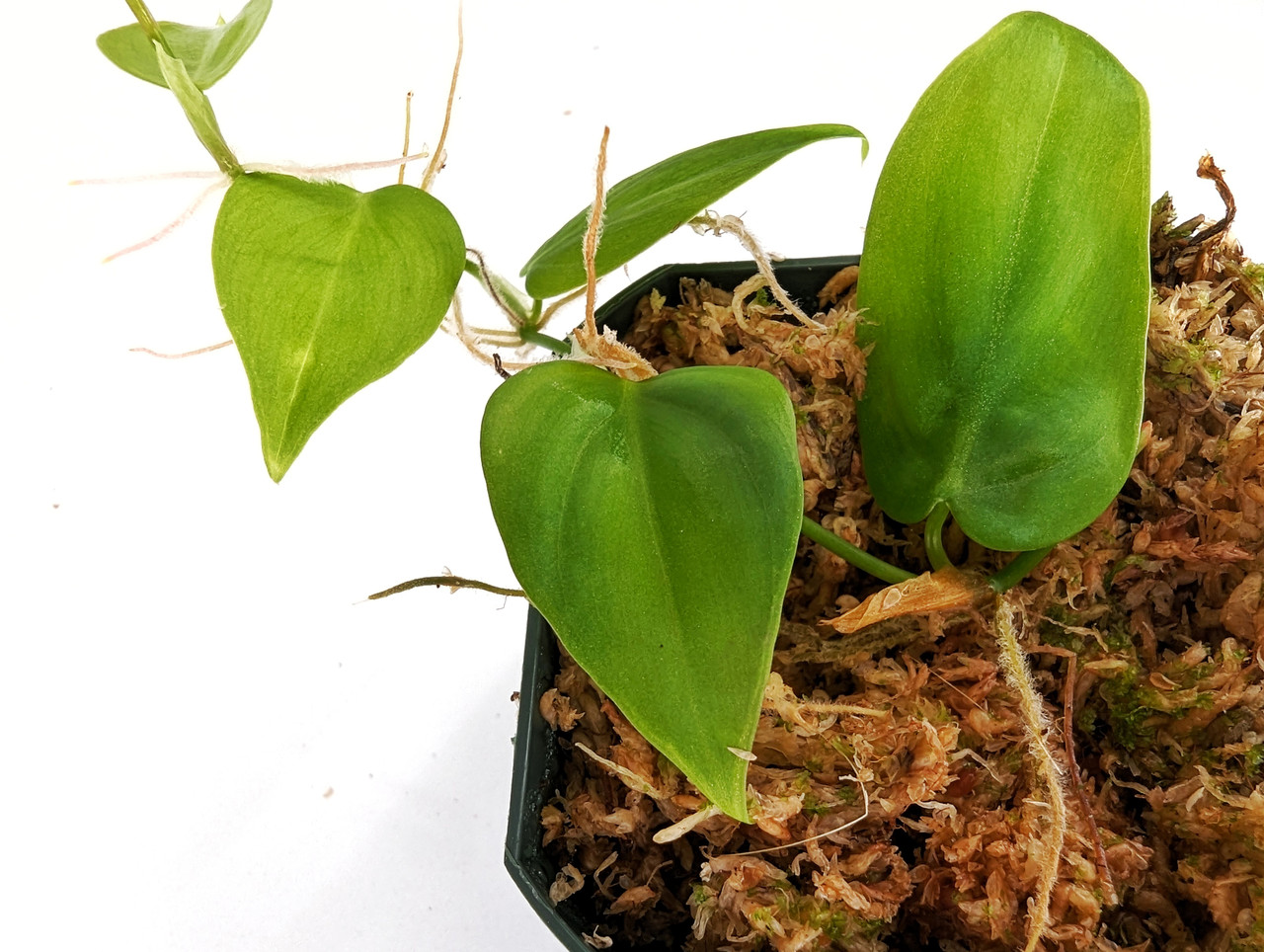 Philodendron sp. 'Peru Shingler'