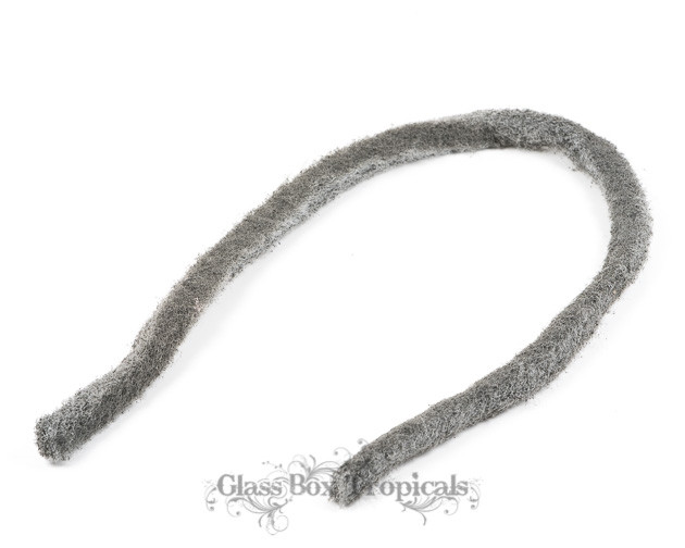 EpiWeb Liana - Small - GLASS BOX TROPICALS