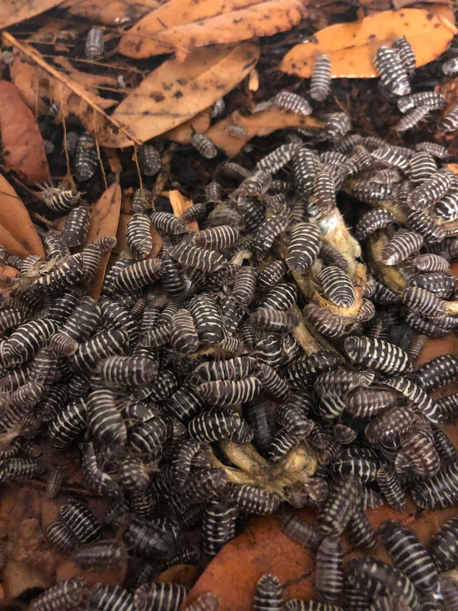 Iso Grub Freeze Dried Minnows - GLASS BOX TROPICALS