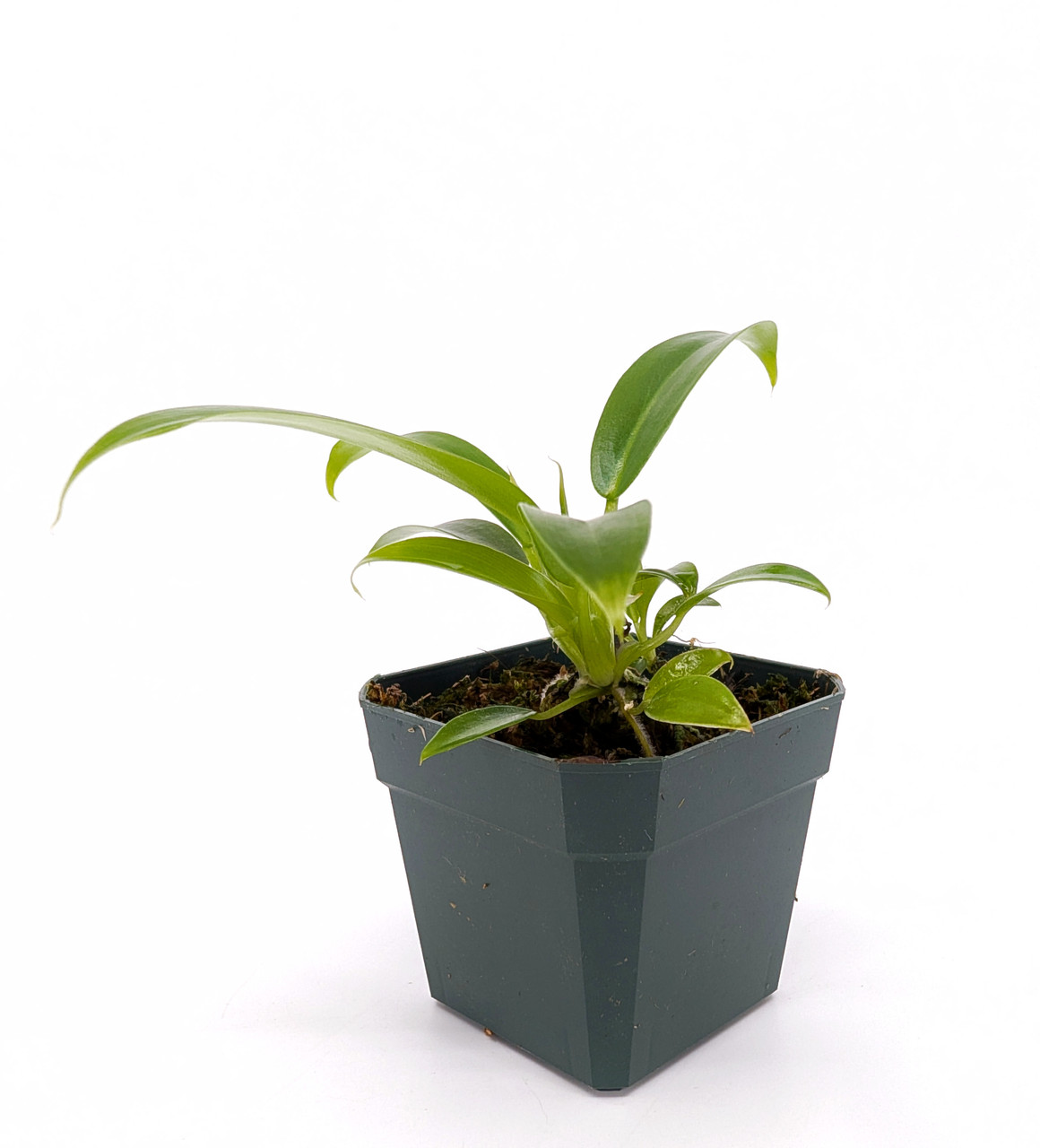 Philodendron 'Wend-imbe' - GLASS BOX TROPICALS