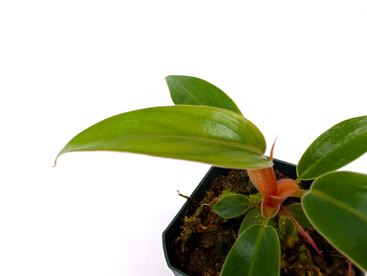 Philodendron 'Red Empress'