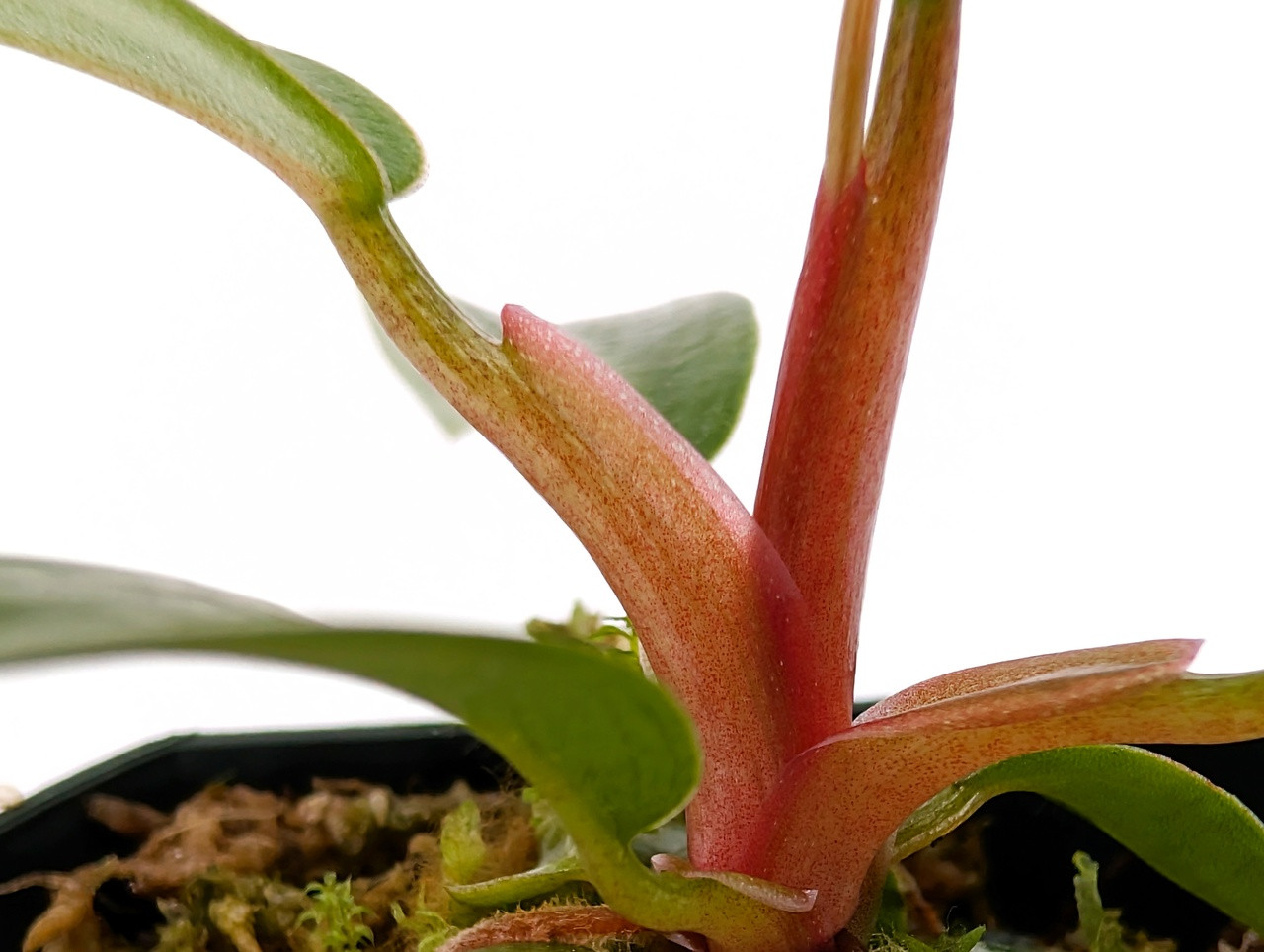 Philodendron 'Red Empress'