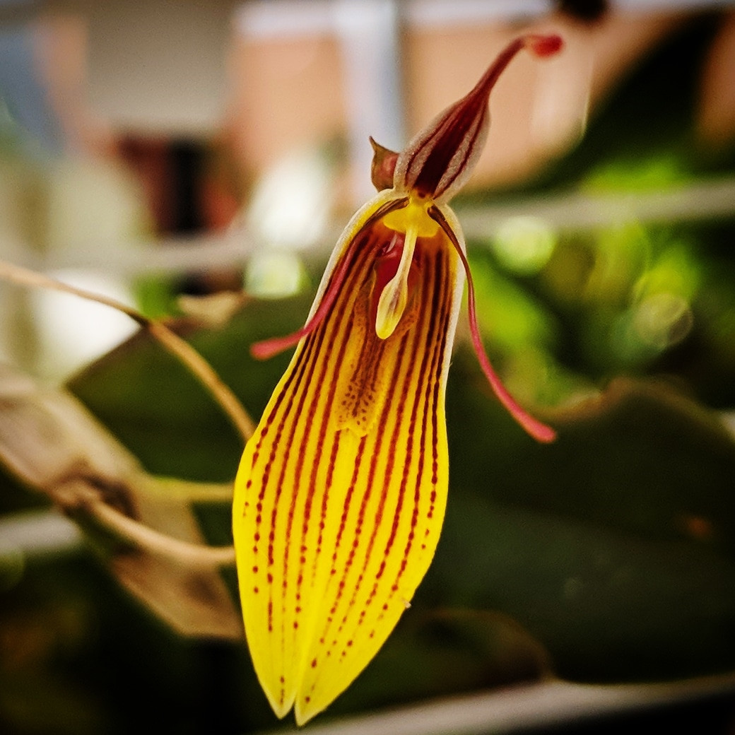Restrepia brachypus - GLASS BOX TROPICALS