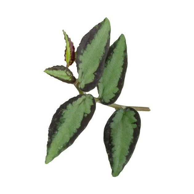 Pellionia repens - GLASS BOX TROPICALS