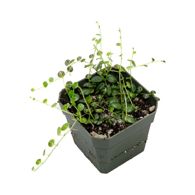 Peperomia prostrata - GLASS BOX TROPICALS
